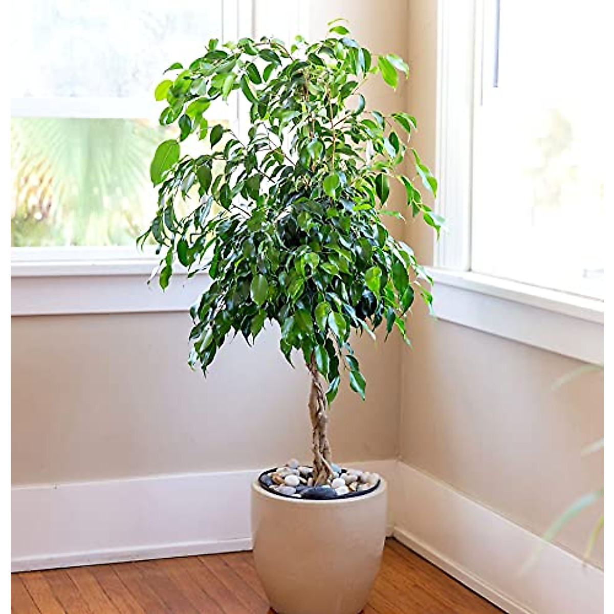 Ficus Benjamina Bonsai Weeping Fig Tree Benjamin Fig Ficus Tree Java Fig Chinese Banyan 20+ Seeds for Planting