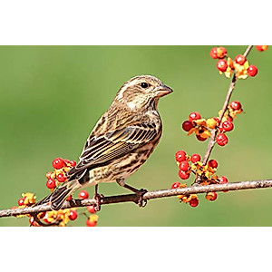 Valley Farms Sunflower Hearts Wild Bird Food - 15 lbs