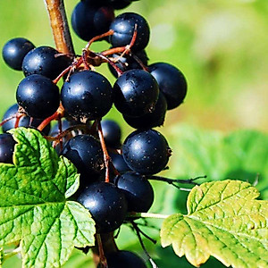 30 Black Currant Seeds, Gooseberry Berry Seeds Edible Fruit for Planting Ornaments Perennial Garden Simple to Grow Pots