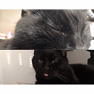 PawPurity Tear Stain Remover Wipes (60 pcs) for Cats | 100% Natural, Safe and Effective. | Removes Stains from Eyes of Cats and Kittens | Recommended by Vets/Groomers | Contains Colloidal Silver