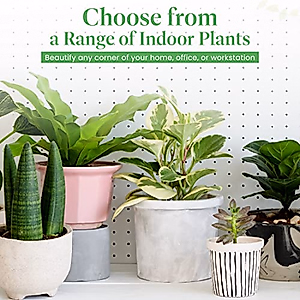 American Plant Exchange Live King Sago Palm Tree, Japanese Sago Palm Tree, Plant Pot for Home and Garden Decor, 6" Pot