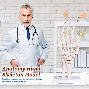 faruijie Hand Skeleton Model - Medical Human Finger Bone Anatomy Bendable Right Hand Skeleton with Articulated Joints Wrist Ulna and Radius