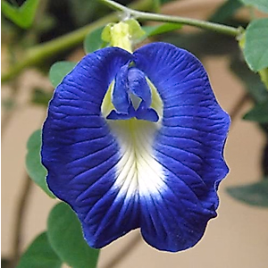 CHUXAY GARDEN 10 Seeds Blue Clitoria Ternatea,Asian Pigeonwings,Bluebellvine,Blue Pea,Butterfly Pea,Cordofan Pea,Darwin Pea Fabaceae Rare Blue Flowers Atract Butterflies Great for Garden