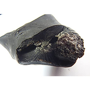 XUETZALCOATL Sacred Adbhut Vaikutha Sarv Shaligram Nepal Kali Gandaki