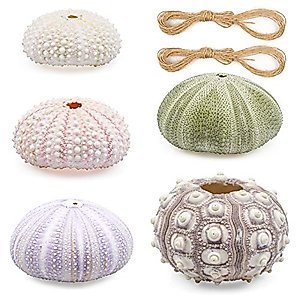 BUDDE 5 Pack Mini Sea Urchin Shell Hanging Pot-Air Plant Holder air Plant Hanging holdercute pots for succulentsin Cute Tillandsia Succulentwith Rustic Ropes