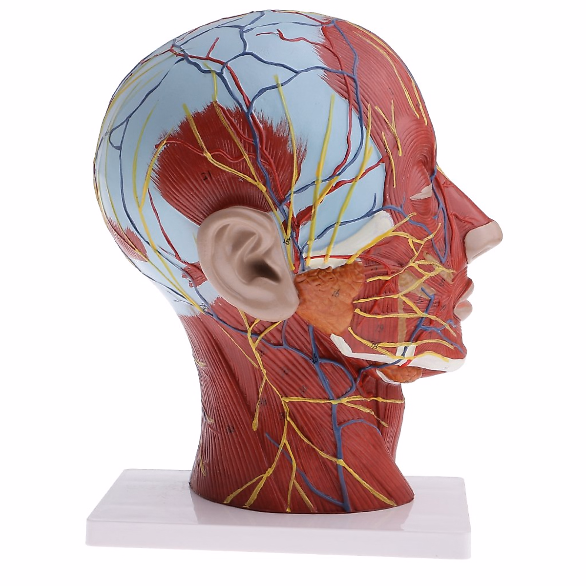 SM SunniMix Median Section of 1:1 Human Head & Neck Superficial Muscle Nerve Model Kit