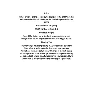 Red Tulips Darwin Hybrids (25 Bulbs) - Red Van Eijk Tulip Bulbs - Perennial Bulbs by Willard & May