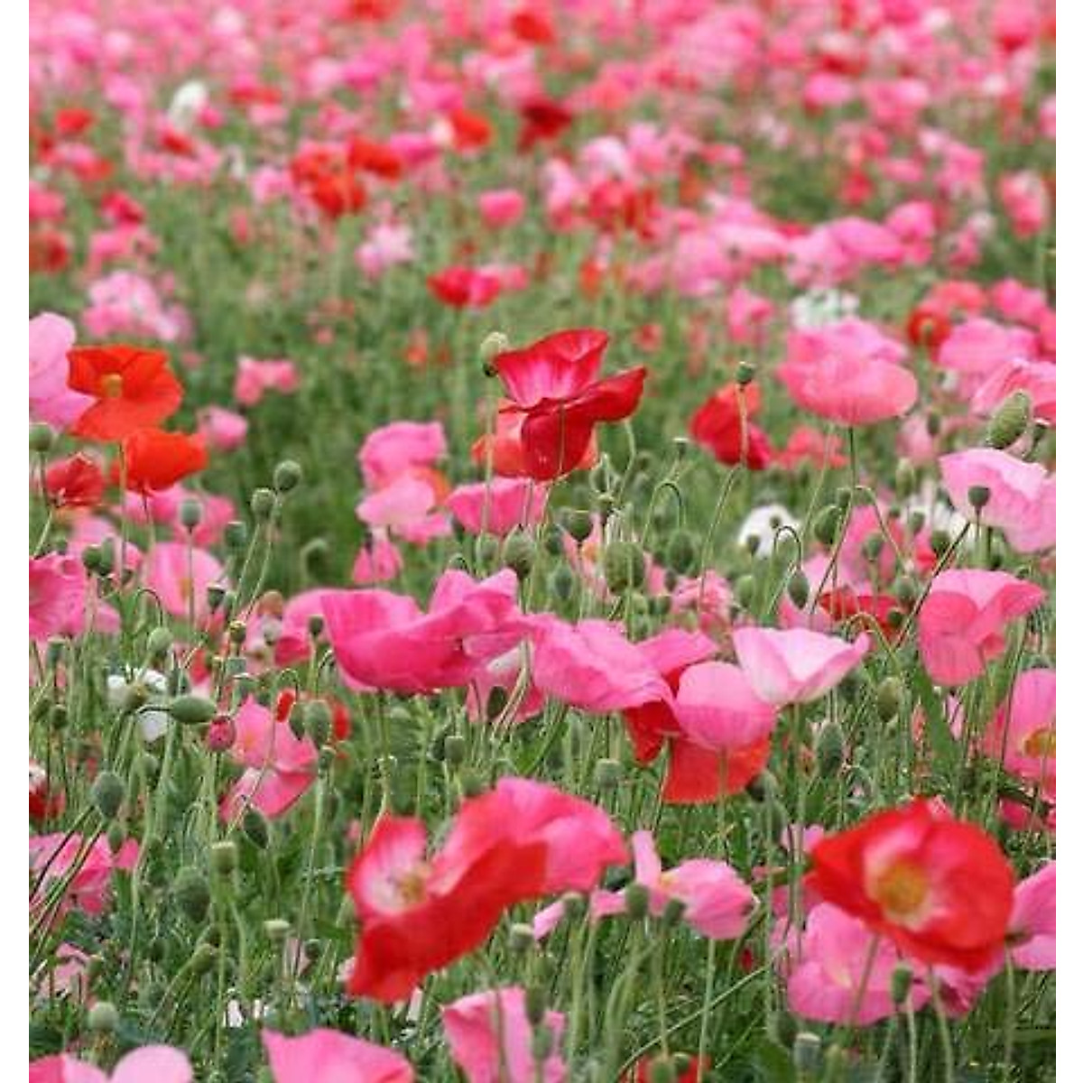 Shirley Single Mix Poppy Flower Seeds for Planting, 3000+ Flower Seeds Per Packet, (Isla's Garden Seeds), Non GMO & Heirloom Seeds, Scientific Name: Papaver rhoeas, Great Home Garden Gift