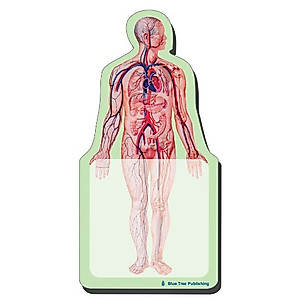 Fun Anatomy Sticky Notes Collection, 6 Pack-100 Sheets Per Pack, Medical Note Pads and Great Gifts.