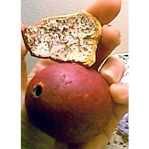 Bael Fruit Tree 8 Seeds - Aegle - Wood Apple