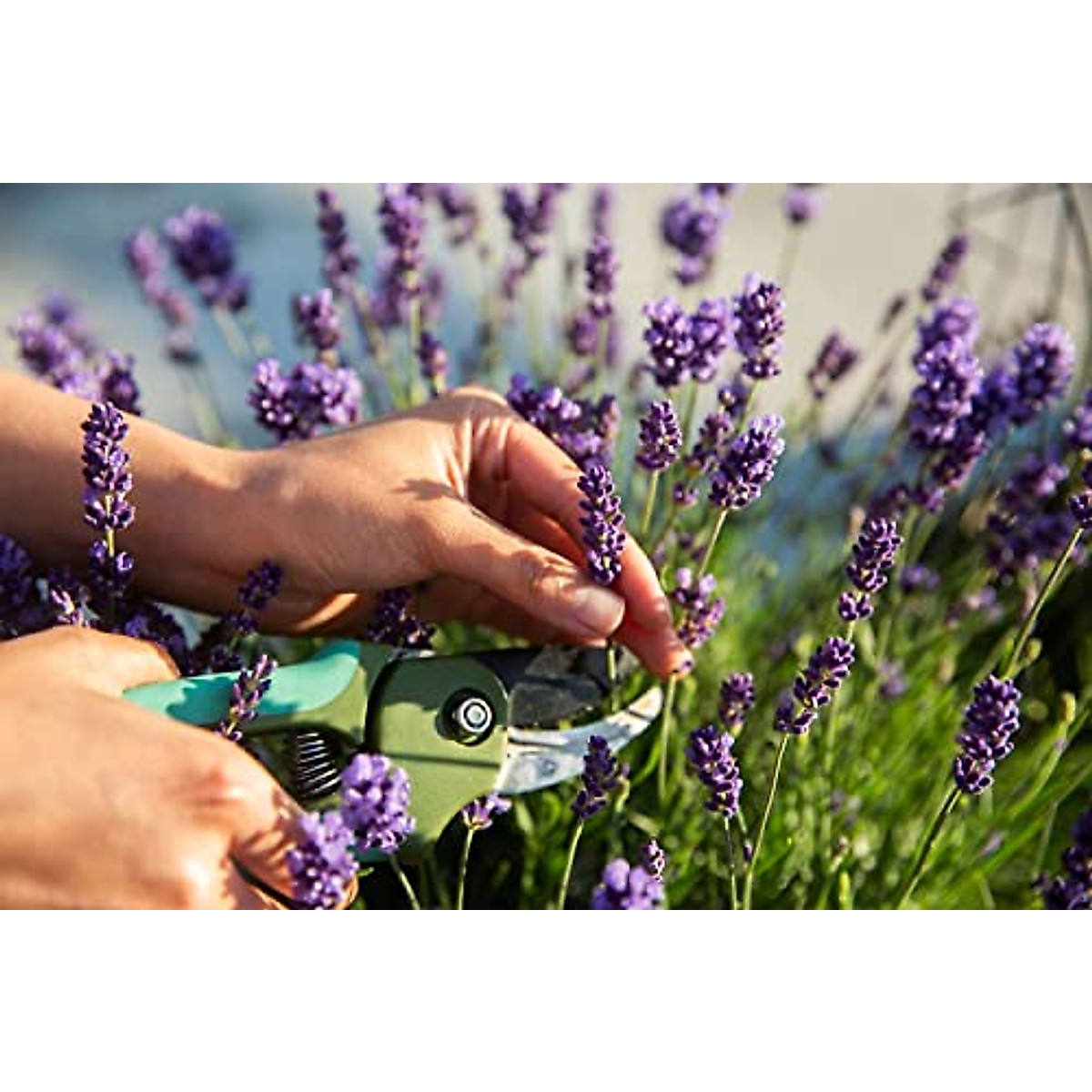 5000+ Lavender Seeds for Planting Indoors or Outdoors Carpet Perennial Flower Seeds Non-GMO, Heirloom Herb Seeds