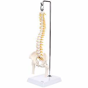 Axis Scientific 15.5" Mini Spine Model with Vertebrae,Nerves,Arteries, Lumbar Column,Male Pelvis - Human Anatomy Model for Education & Study - Includes Stand/Product Manual - Plastic Spine Model