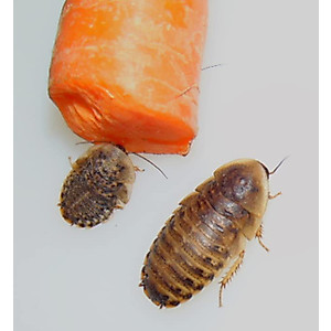 Dubia Roaches | Live Feeder Dubia Roach Multiple Sizes and Quantities | Small, Medium, and Large Sizes | Quantities from 100 to 1,000