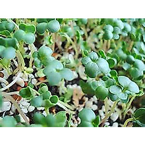 Non-GMO Broccoli Seeds for Sprouting Sprouts Microgreens (2 Ounces of Pure Seed). Country Creek LLC. Brand.