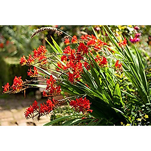 10 Red Crocosmia Lucifer Bulb Large Size, Crocosmia Corms for Planting Ornaments Perennial Garden to Grow Pots