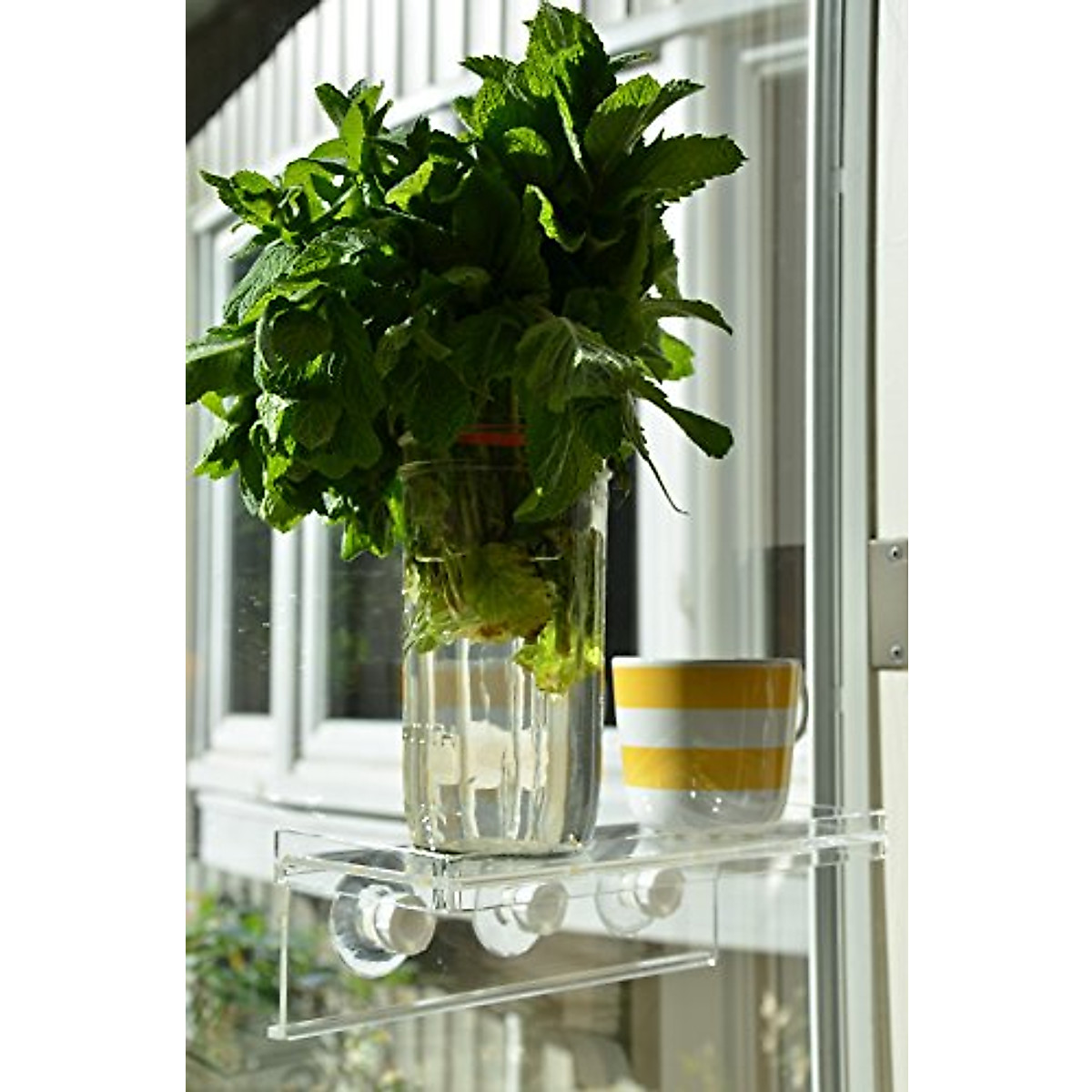 LaBrinx Designs Medium Suction Cup Shelf - Live Plants, Windows, and Bathrooms
