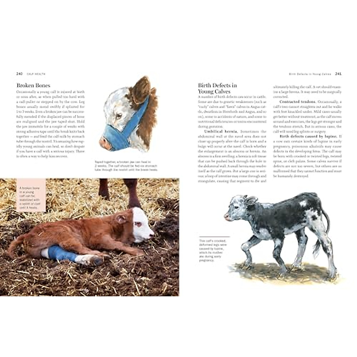 Storey's Guide to Raising Beef Cattle, 4th Edition: Health, Handling, Breeding