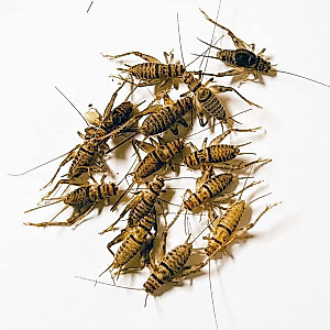 NutriCricket 500 Live Banded Crickets (Medium (1/2" - 5/8"))