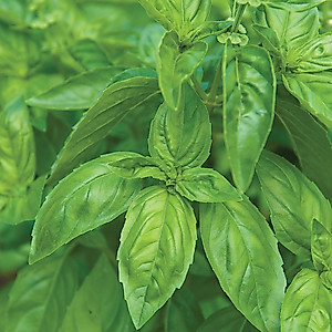 Burpee Genovese Basil Seeds 250 seeds