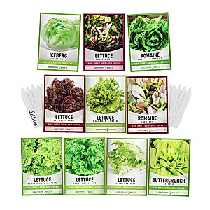 Salad Greens Lettuce Seeds Heirloom Vegetable Seed 23,000 Seeds for Planting Indoors and Outdoor 10 Packs - Buttercrunch, Romaine, Iceberg, (and More) Leaf and Head Variety Pack by Gardeners Basics