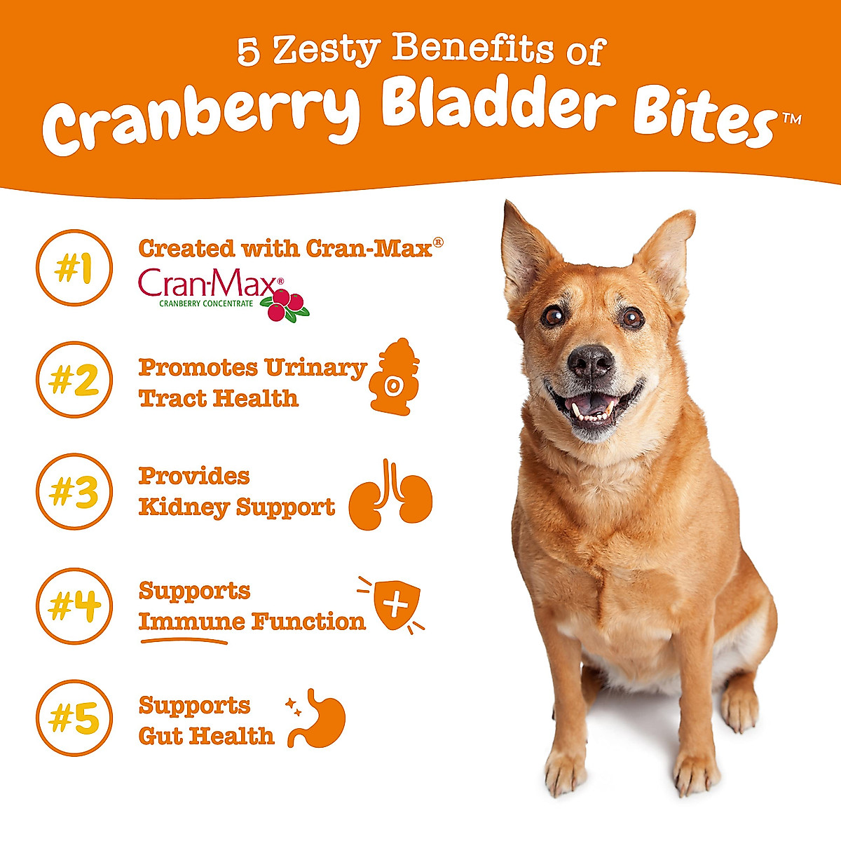 Cranberry Soft Chews for Dogs - Kidney, Bladder & Urinary Tract Wellness Supplement + Probiotics for Dogs - Probiotics for Gut Flora, Digestive Health