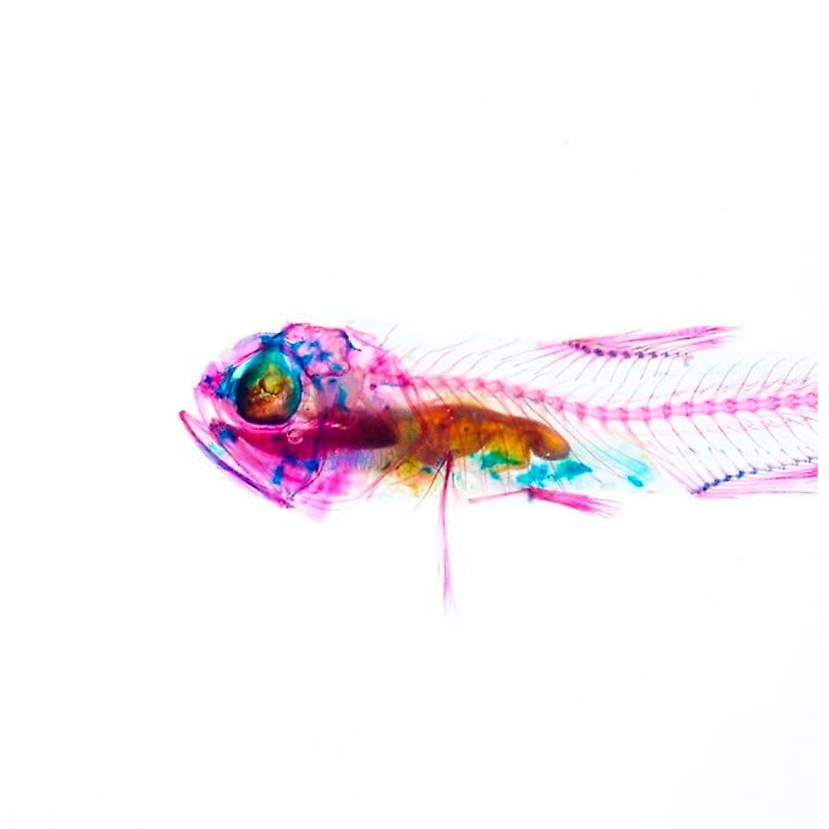 KAIRU ECO-ART STUDIO Diaphonized/Transparent Specimen, Deep Sea Fish of West Pacific, Lanternfish