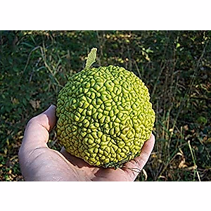 10 Hedge Apple Seeds Osage Orange Horse Apple Monkey Ball Maclura Pomifera Tree Seeds