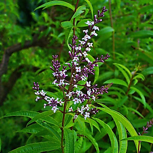 Lemon Verbena Live Plant 3 Inc Pot, Verbena Herbs Mint Vegetable Planting Ornaments Perennial Garden Simple to Grow Pots Gifts