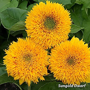 1,000+ Sunflower Seeds for Planting - Mix of 9 Sunflower Varieties - Plant and Grow a Beautiful Sunflower Garden - Easy to Grow, Non-GMO Seeds