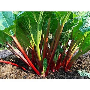200-Rhubarb Seeds for Planting in Vegetable Garden-Perennial
