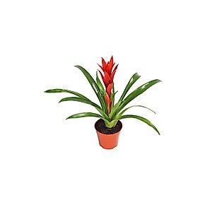 Red Bromeliad -4'' from California Tropicals