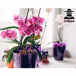 O-FarFarm Orchid Potting Mix 1 qt, Mixture of Orchid Bark, Perlite, Clay Pebble, and Sphagnum Moss, Premium Grade Recipe for Proper Root Development, Fits for Phalaenopsis, Cattleyas, Dendrobiums etc