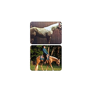 Gold As Sun Horse Coat Enhancing Supplement for Palominos and Buckskins 7 Pound