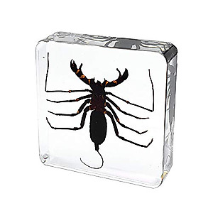 Real Animal Insect Whip Scorpion Specimen Paperweight Typopeltis Niger Taxidermy Science Classroom Specimen for Science Education
