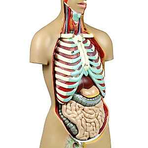 Vision Scientific VAT107-DC 17 Parts Sexless Human Torso | Open Back Exposes Muscular Layers, Vertebral Volume, Nerve Branches |Neck Dissected Shows Muscular, Neural, Vascular and Glandular Structure