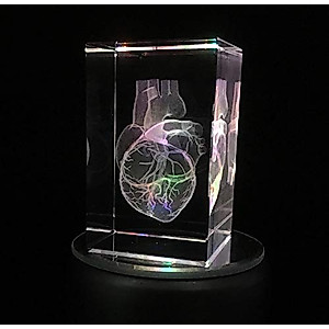 3D Human Heart Anatomical Model Paperweight(Laser Etched) in Crystal Glass Cube Science Gift (No Included LED Base)(3.1x2x2 inch)