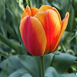 Tulip Bulbs - Apeldoorn Elite - Bag of 100, Spring/Red with Yellow Edeged Flowers