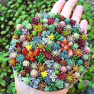 200pcs Rare Beautiful Mixed Mini Succulents Seeds for Planting, DIY Bonsai Ornamental Plant