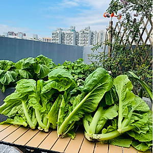 4000+ Florida Broadleaf Mustard Seeds for Planting Vegetable Seeds for Green Leaf Non-GMO Heirloom Garden Seed Small GAI Choi Cải bẹ xanh