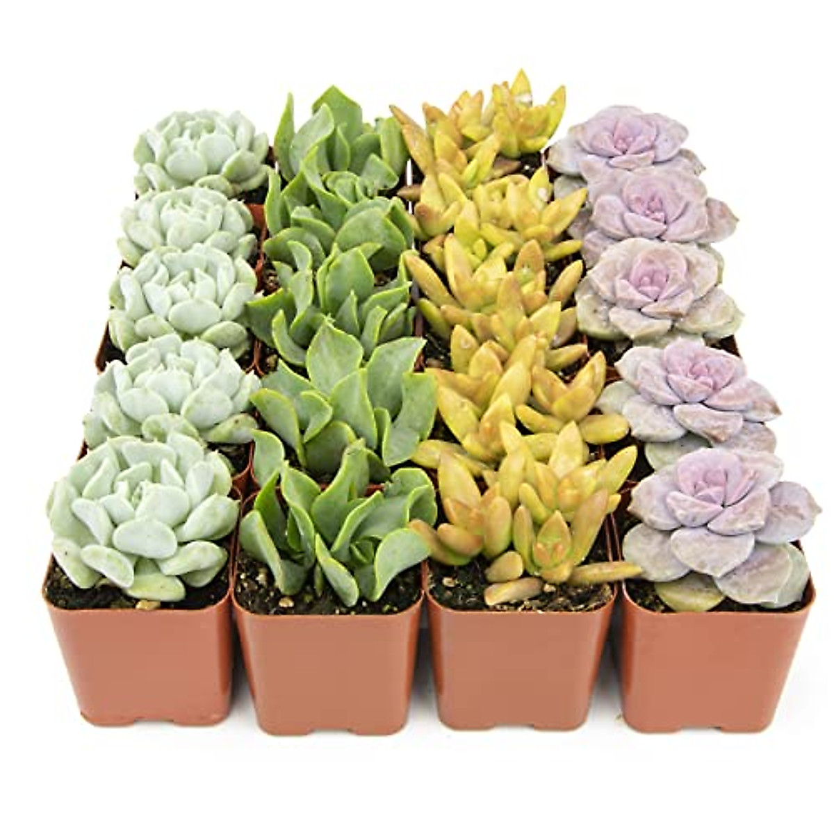 Succulents Plants Live (20PK) Potted Succulent Plants Live House Plants, Cactus Plants Live Plants Indoor Plants Live Houseplants, Indoor Plant Succulents Live Plant House Plant by Plants for Pets