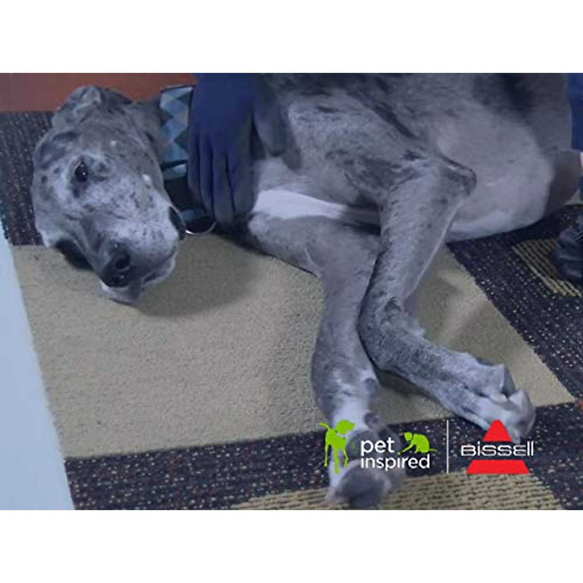 Bissell De-Shedding Grooming Gloves for Pets, Size Medium (M), 1 Pair, for Long and Short Hair on Dogs Cats and More