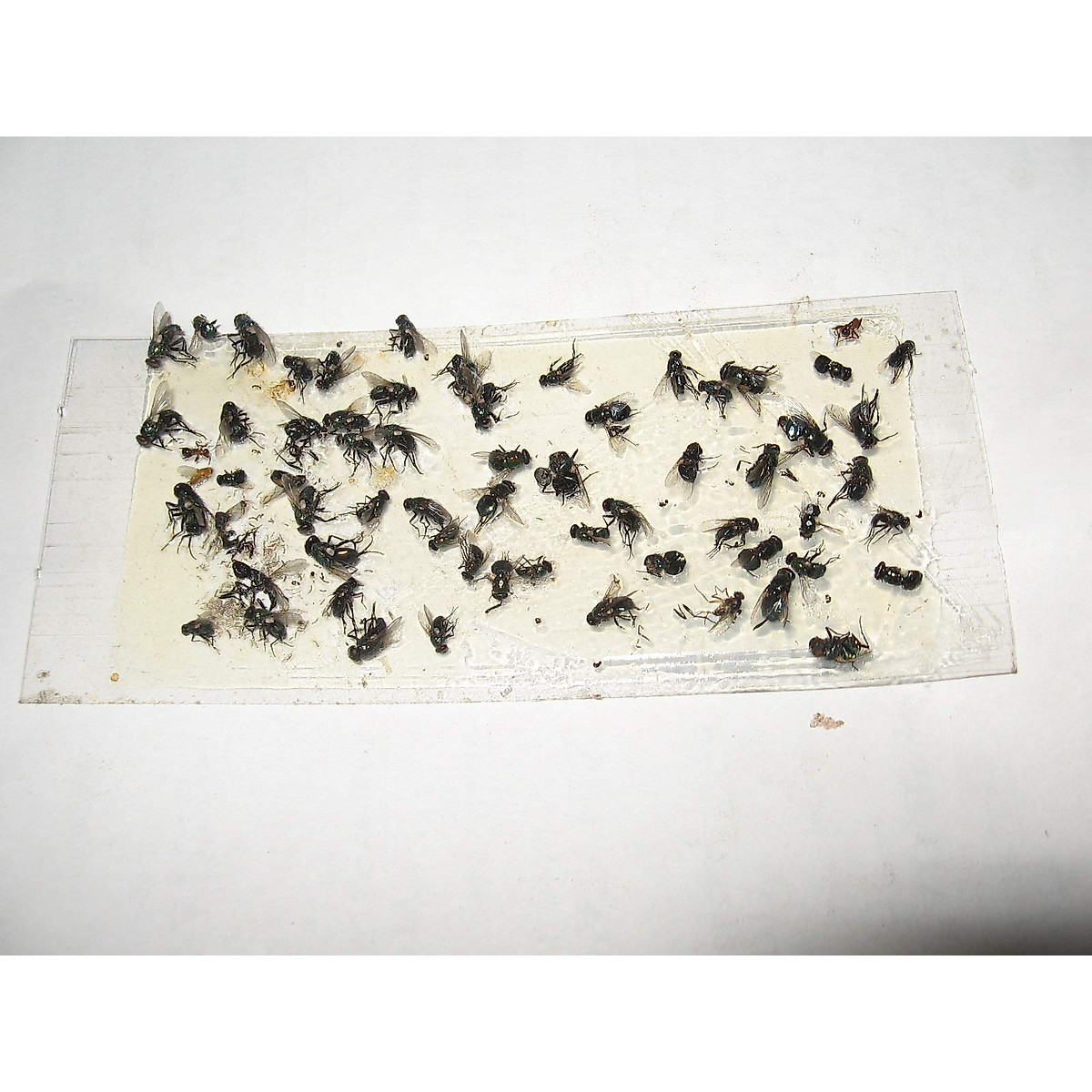 8 pk Economy All Insect Traps/Glue Boards/Window Strips. Fly, Bees, Wasps, Asian Beetles +
