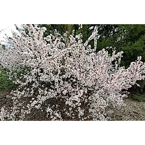 Votaniki Starter Plant Fruiting Red Nanking Cherry Trees Live Plants - Dwarf Cherry Tree Tart Cherry Fruit Tree Bush Cherry Plants Live Dwarf Fruit Trees - Live Fruit Plants Cherry for Planting
