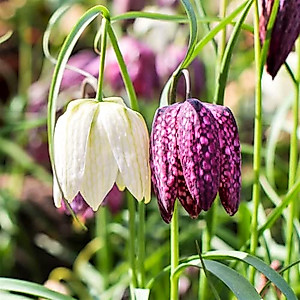 5 Fritillaria Meleagris Checkered Lily Tubers, Ornament Garden, Can Grow in Pot