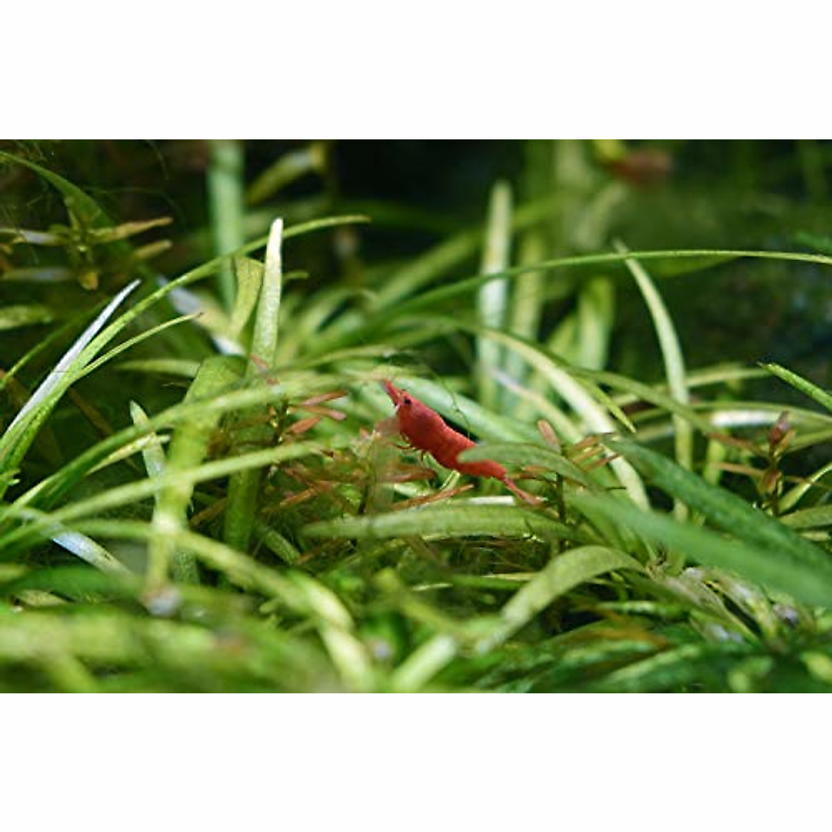 Seachem Flourish Freshwater Plant Supplement 500 ml