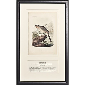 The Canon Finch