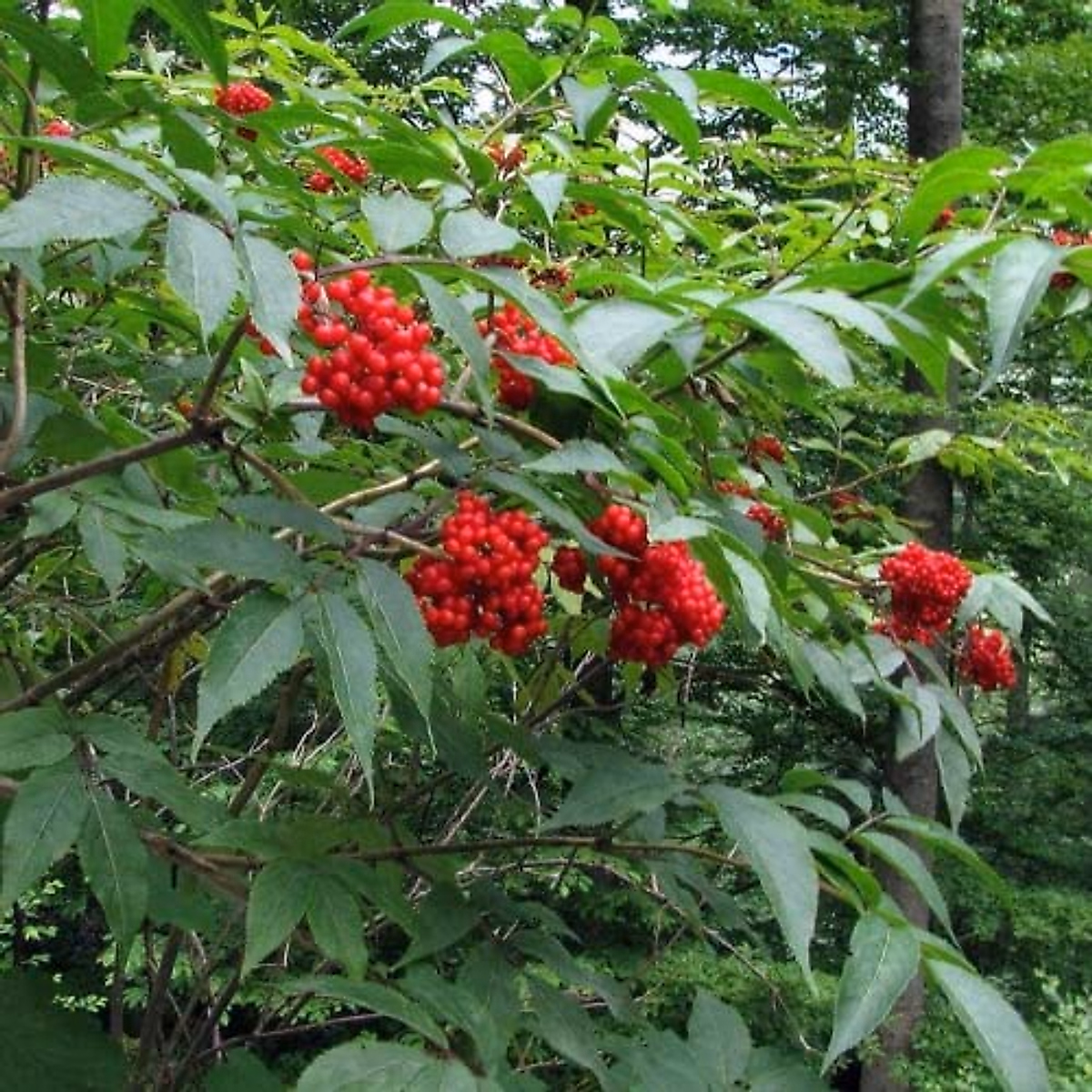 CHUXAY GARDEN 50 Seeds Sambucus Racemosa,Red Elderberry,Red-berried Elder Deciduous Suckering Shrub Attract Butterflies Great for Traditional and Wildlife Gardens