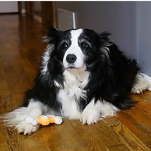 AXIOM CREATIONS Interactive Dog Toy for Small Breeds - 6x2” Bone Shaped Puppy Chew Toys for Teething - Pet Safe Wheat Straw Fiber Material with Treat Holder (Purple)