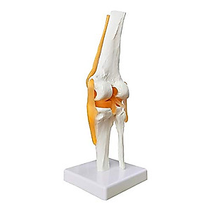 Human Functional Knee Joint Model, with Ligament, Life Size for Medical Teaching Learning, Clinic Demonstration, Kids Learning Education Display Tool