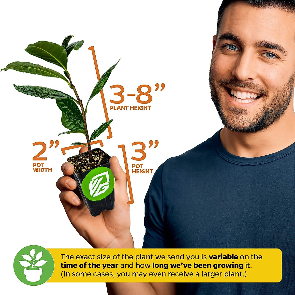 Tea Plant (Green Tea) Live Plant - Camellia sinensis - Wellspring Gardens Starter Plant for Your Indoor or Outdoor Garden